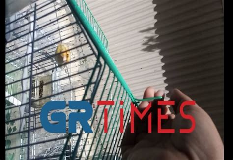 Θεσσαλονίκη Στήθηκε ολόκληρη επιχείρηση για να σωθεί αυτό το καναρίνι Το πουλί πάλευε να βγει