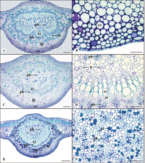 Leaf Midrib In Crosssections A B Ficus Cyclophylla ~araujo 5 ~a