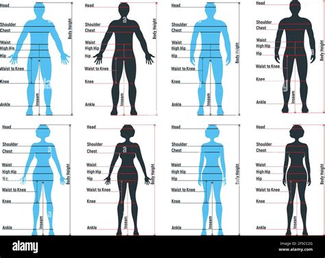 Female And Male Size Chart Anatomy Human Character People Dummy Front And View Side Body