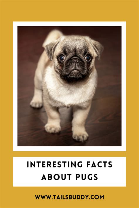 Pug Facts Artofit