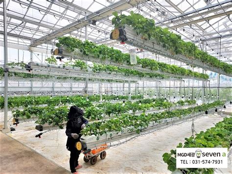 시설 농자재 식물등 식물재배용led전구 태양벨은 밝기 휘도 를 극대화한 제품 전력소모 12w이지만 집중각에서 Led전구 딸기 육묘기술 기능성