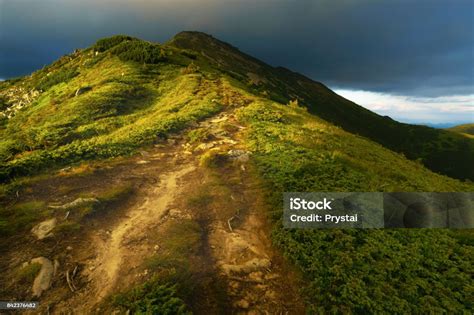 신비의 아름 다운 여름 야생 자연 풍경입니다 하드 돌도 산 정상까지 방법 푸른 하늘 그리고 구름입니다 푸른 잔디와 소나무 나무에 태양 조명입니다 야외 배경입니다