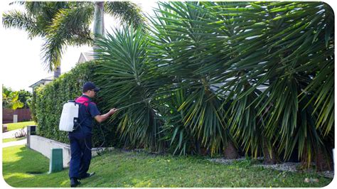 Organic Pest Control Made Easy With Sustainable Strategies Unified Garden