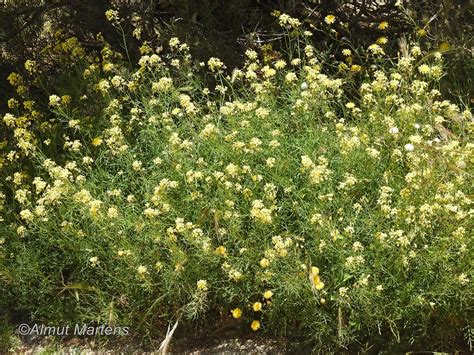 Diplotaxis Ibicensis 2 Diplotaxis Ibicensis C Almut Ma Flickr