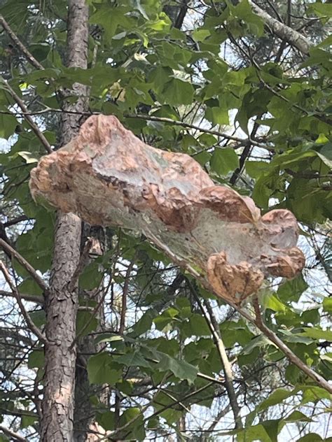 What Type Of Spider Sac Is This In Hiram Ga R Whatspideristhis