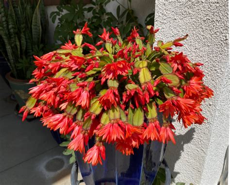 민유자의 창작실 게발 선인장 디카시