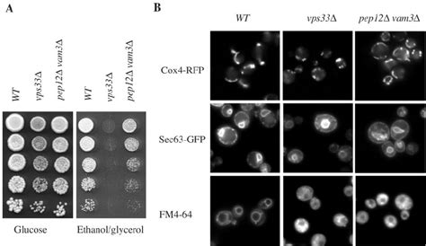 Class C Vps ⌬ Strains Exhibit Mitochondrial Defects A Serial Download Scientific Diagram