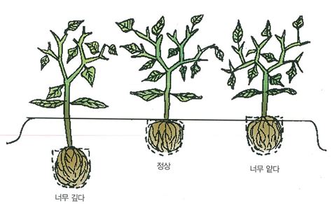 고추키우기 고추 심는 시기 고추 심는 방법 농사정보