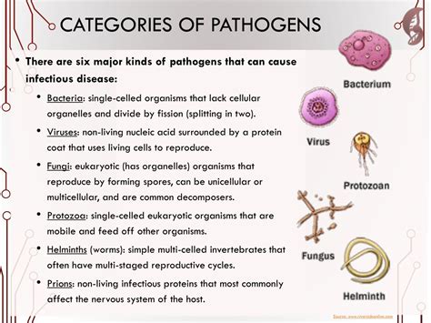 Ppt Understanding Pathogens And Their Impact On Health Powerpoint