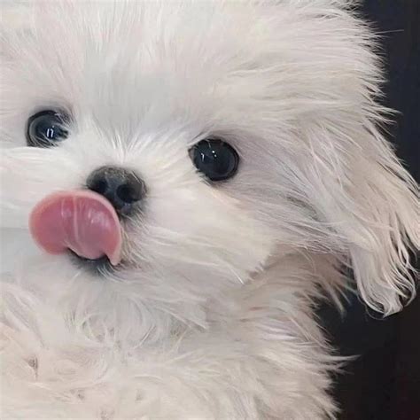 萌宠 堆糖美图壁纸兴趣社区