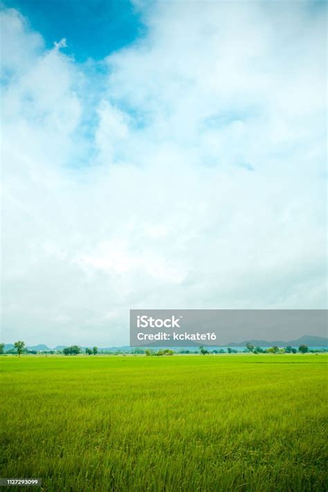 쌀 필드 푸른 잔디 푸른 하늘 구름 흐린 풍경 배경 그린 필드와 흰 구름과 하늘 들에 대한 스톡 사진 및 기타 이미지 들