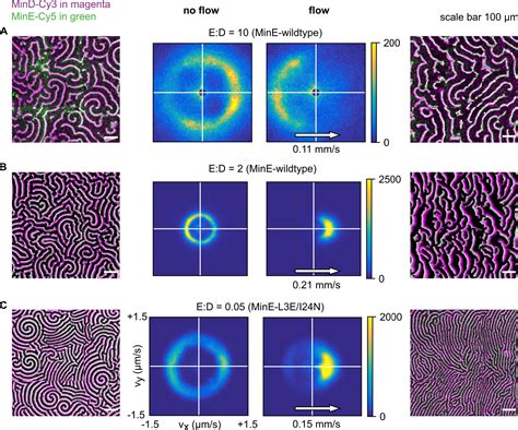 What Is The Difference Between Intracellular And Frontiers