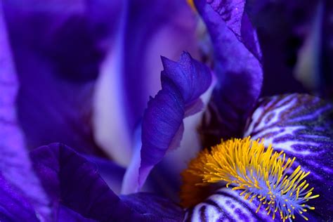 꽃 보라색 아이리스 매크로 Pixabay의 무료 사진