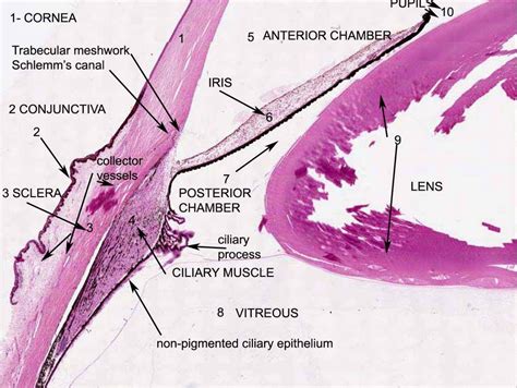 Iris Histology