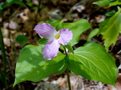 Large Flowered Trillium Trillium Grandiflorum Going Western