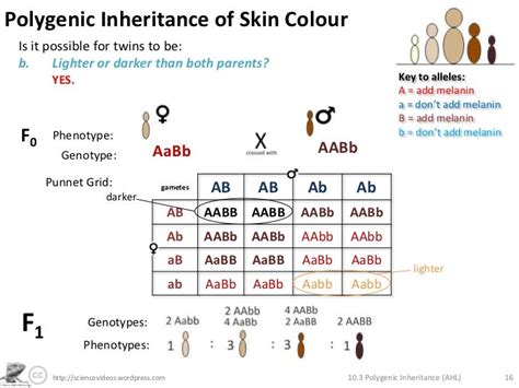 Polygenic Inheritance Skin Colour