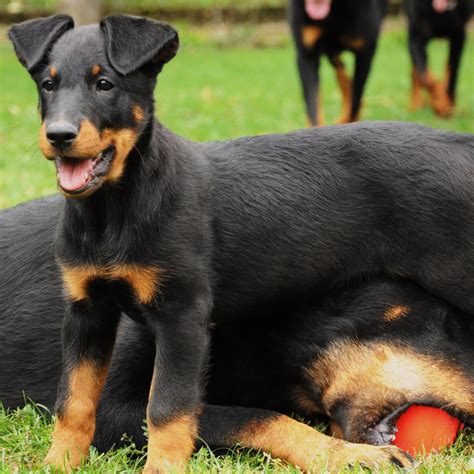 Beauceron Wallpapers Wallpaper Cave