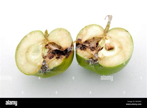 Codling Moth Damage Shown In Cross Section Of An Affected Apple Stock