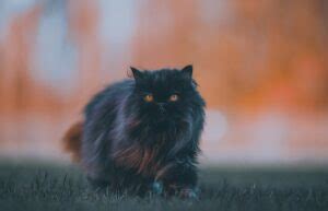 波斯猫