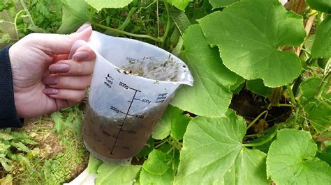 Полила этим огурцы прут и прут куда девать их столько Cразу обильно заплодоносили Подкормка