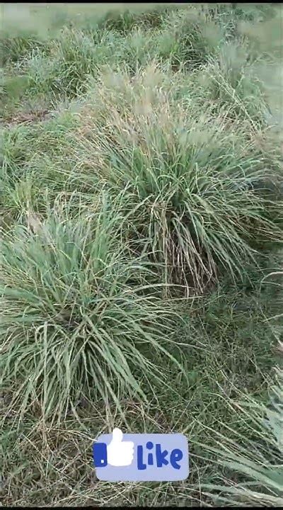 Medicinal Crop Lemon Grass Youtube