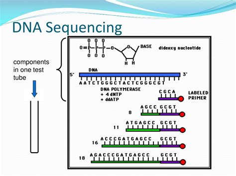 Ppt 5 Dna Sequencing Powerpoint Presentation Free Download Id4051412