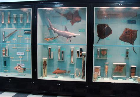 Национален природонаучен музей при БАН Музеи Открий София Visitsofia Bg