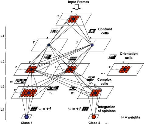 Four Layer Snn Architecture Neurons In L1 And L2 Are Sensitive To