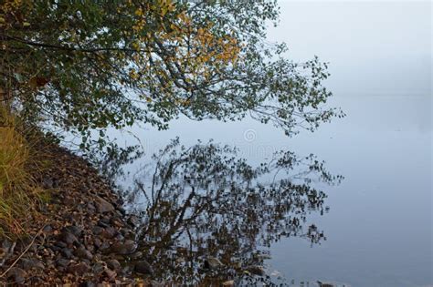 Reflection of Tree Branches on Water Surface Stock Image Image of kyynäränjuova liesjärvi