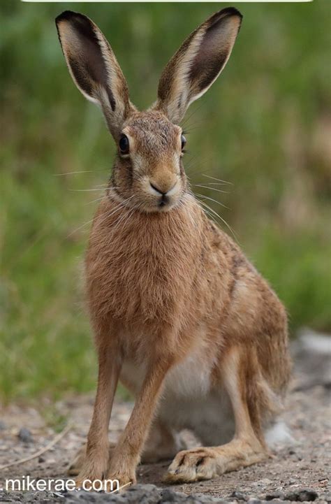 Pin Von Terrie Collins Auf Bunnies Wilde Tiere Tiere Hase