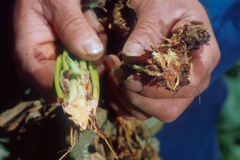 Verticillium Wilt Of Tomato Is The Pest Of The Month Growing Magazine