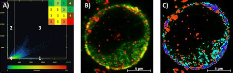 Colocalization Analysis Of Ccr5 Epitopes A Simplified Example Of How Download Scientific