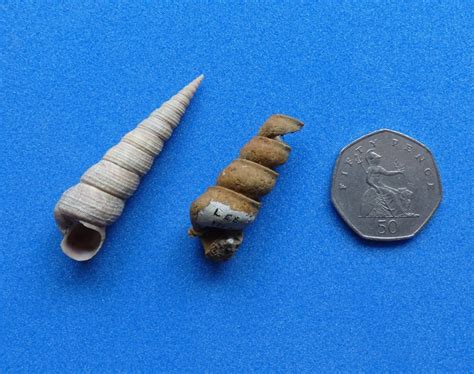 Keepers Corner Seashells Discover Bucks