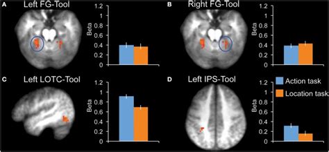 Fmri Results In Tool Selective Regions Localized By Contrasting Tools Download Scientific