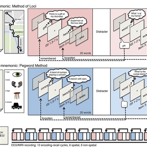Memory Encoding Paradigm A B Participants Were Trained To Use Two Download Scientific