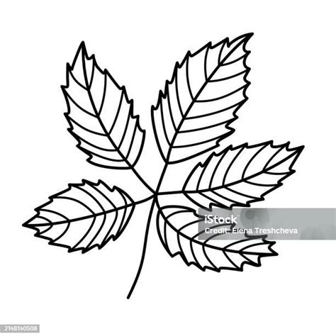 Tree Leaf Contour Drawing Isolated Cutout Black And White Vector Clipart Illustration Autumn