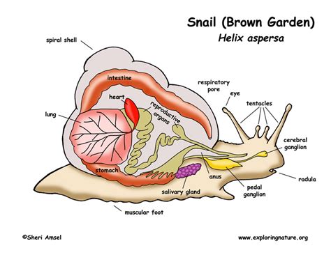 Respiratory System The Garden Snail Resource