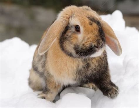 How Do Rabbits Stay Warm In Winter — Rabbit Care Tips