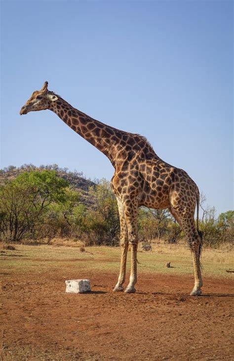 아프리카 사바나 풍경 속의 위엄 있는 기린 · 무료 스톡 사진