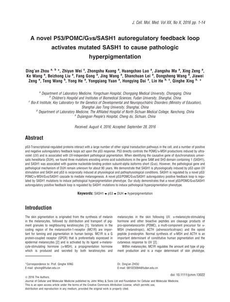 Pdf A Novel P53 Pomc Gαs Sash1 Autoregulatory Feedback Loop Activates