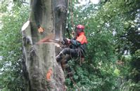 Tree Skills Courses Tree Surgery Tree Care Training Kendal Cumbria UK Tree Skills