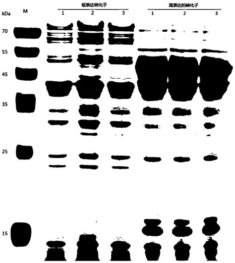 Pectinase Artificial Sequence And Expression Method And Application Thereof Eureka Patsnap