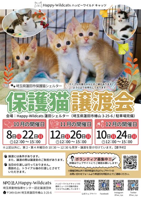 2023年10〜12月の保護猫譲渡会のお知らせ Npo法人 Happy Wildcats