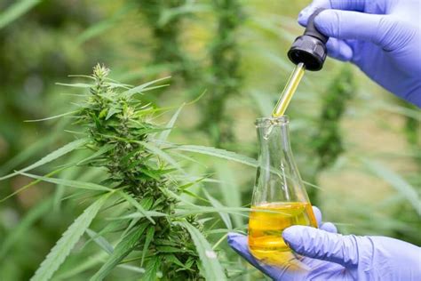 Cannabis Processing The 10 Essential Steps You Need To Know