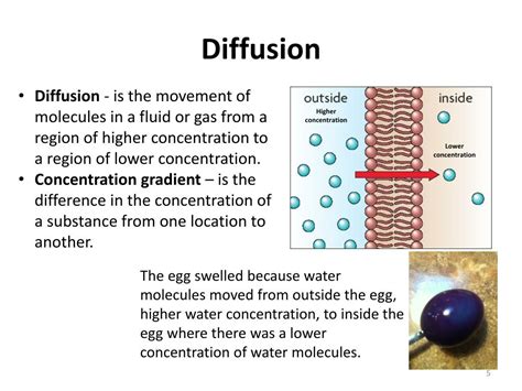 Ppt Passive Transport Diffusion And Osmosis Powerpoint Presentation Id1973858