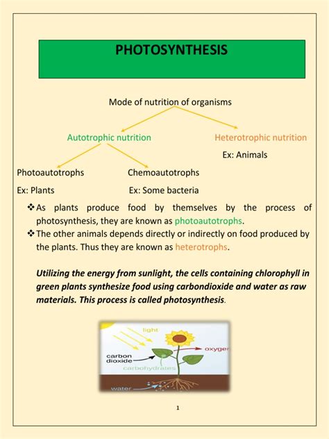 Photosynthesis Grade 11 Download Free Pdf Photosynthesis Plants