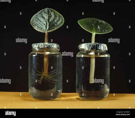 Effect Of Root Stimulating Hormone Naa Or Napthaleneacetamide African