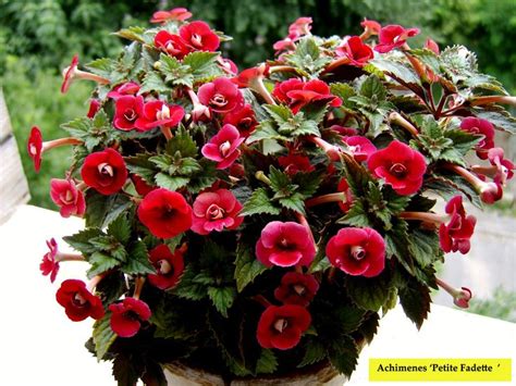 Achimenes SRG's' Petite Fadette ' | Цветок, Комнатные цветы, Комнатные ...