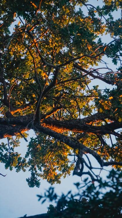 有关光合作用 冷靜 分支機構 吠 和平的 增長 天性 天氣 天空 天篷 季節 寧靜 弹簧 戶外 放鬆 日落 晚