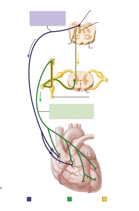 Autonomic Innervation Of The Heart Diagram Quizlet